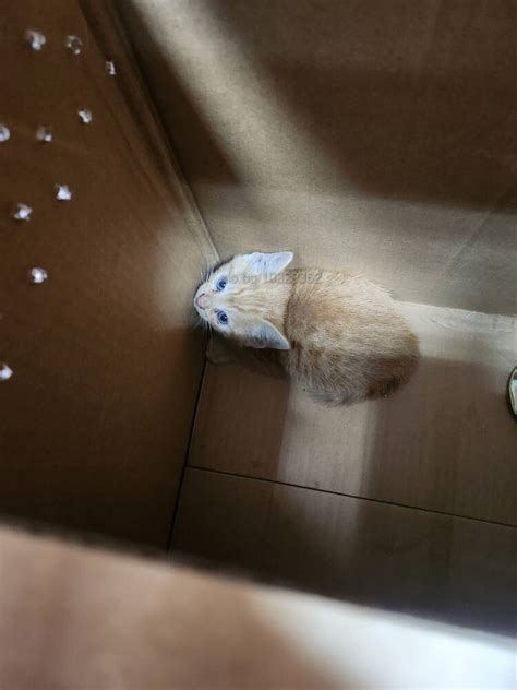 Подарявам котенце Подарява Варна Малко коте бебе днес е при мен Спешно го подарявам