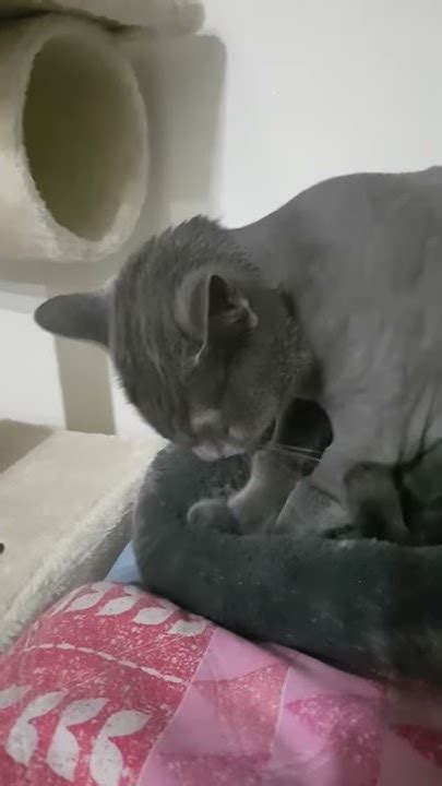 고양이 러시안블루 칸이의 꾹꾹이 Youtube