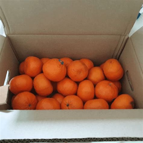오늘과일 만다린 귤