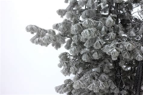 소나무 폰데로사 Pixabay의 무료 사진 Pixabay