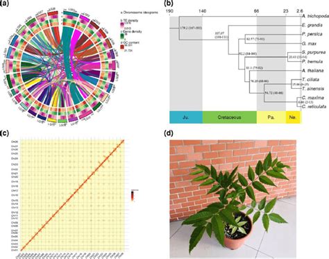 Chromosomal Synteny Hi C Heap Map Phylogeny And The Sequenced Plant