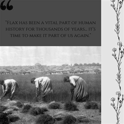 Uncovering The Motivation Behind My Flax Habit A Dig Into The History Of Flax Foxtail And Flax