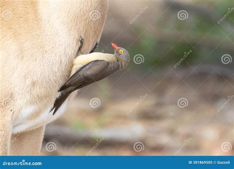 Red Billed Oxpecker Buphagus Erythrorhynchus Stock Image Image Of