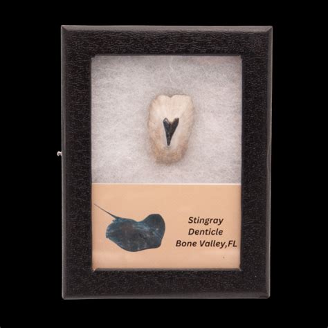 Fossil Stingray Denticle