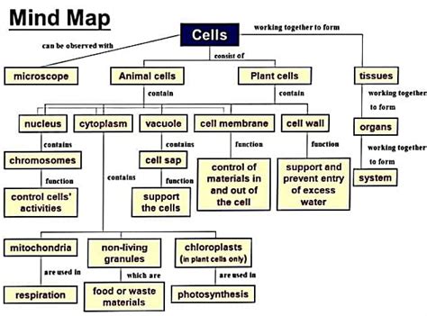 Solved Draw A Mindmap Of Cells And Organelles Course Hero