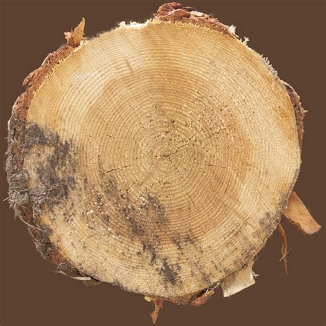 Tree Stump Free PBR Texture From Cgbookcase Com Tree Stump Free PBR Texture From Cgbookcase Com