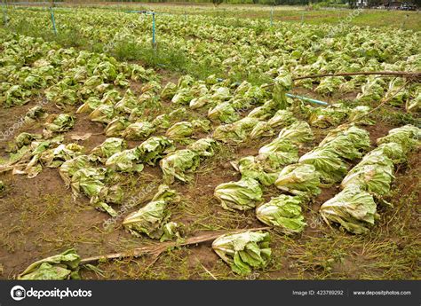 Agricultural Land Affected Flooding Flooded Field Consequences Rain