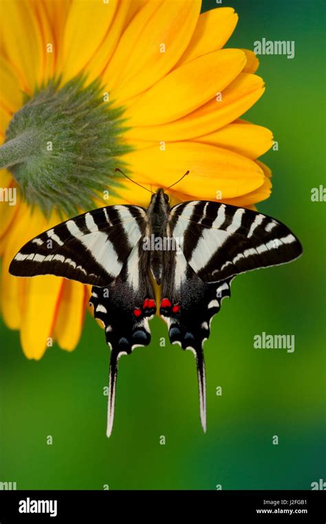 Zebra Swallowtail North American Swallowtail Butterfly Eurytides