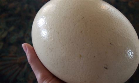 Ancient Itlog Ng Ostrich Nadiskubre Sa Disyerto