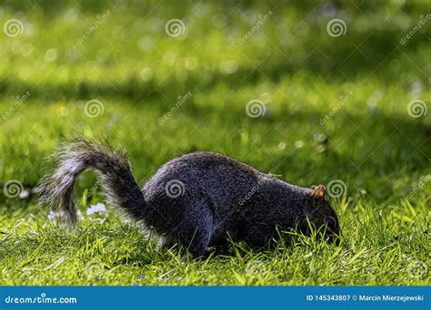 Eastern Gray Squirrel Sciurus Carolinensis In British Park Stock Image