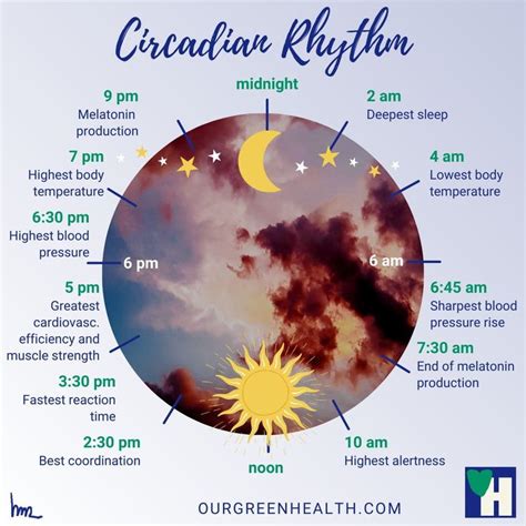 Understanding Circadian Rhythm And Biological Clock