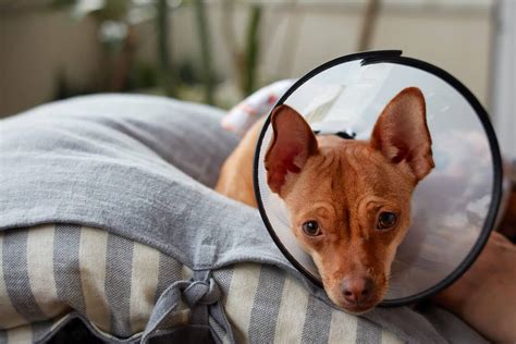What Is A Spayed Female Dog Called