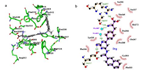 A Binding Modes Of Inhibitor 1a With The Key Residues Of Tph1 That