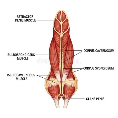 Penis Anatomy Stock Illustrations 756 Penis Anatomy Stock