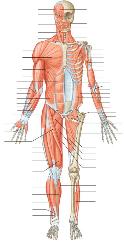 Muscles Anterior Diagram Quizlet