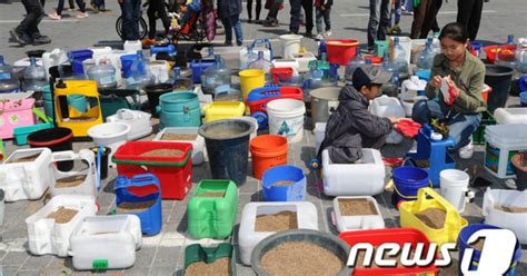 사진 재활용 화분에 곡물 심기