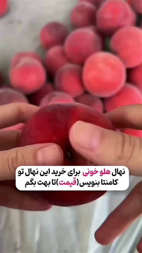 ‎خرید نهال نهالستان اسکندری نهال میوه‎ ‎انواع نهال گوجه سبز شیشه
