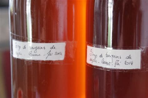 Lili Muguette La recette du sirop de bourgeons de sapin d épicéa