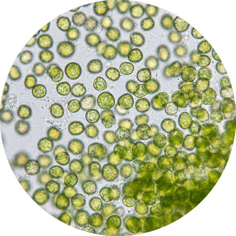 Chlorella Teregroup Impianti Per Microalghe