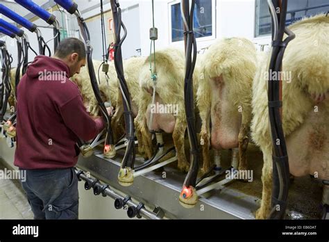 Milking Sheep Dairy Sheep Being Milked At A Farm The Farmers Are