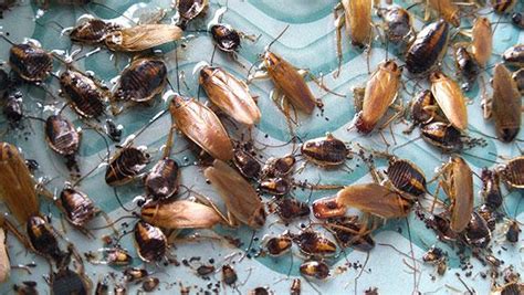 Roach Infested House Architectural Designs