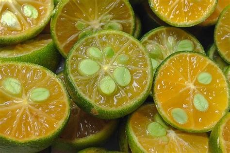 Segudang Manfaat Biji Jeruk Salah Satunya Cegah Risiko Kanker Nakita