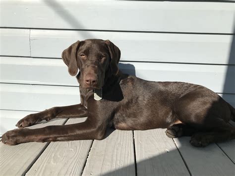 Leila My Lab Gsp Mix Soaking Up Some Sun 6 Months Old R GSP