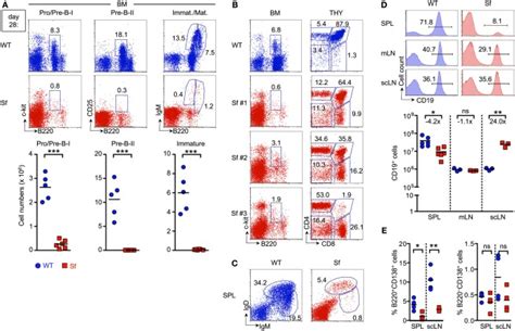 Severe B And T Lymphopoietic Defects In Adolescent Sf Mice B Cell Download Scientific Diagram