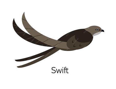 Swift Bird Sleeping Clipart