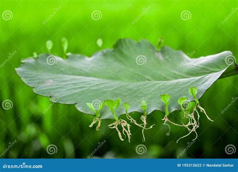 Leaf Of Bryophyillum With Buds Some Plants Grow From The Leaf Asexual