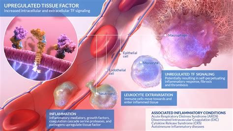 Tissue Factor Tf Medical Illustrations Xvivo