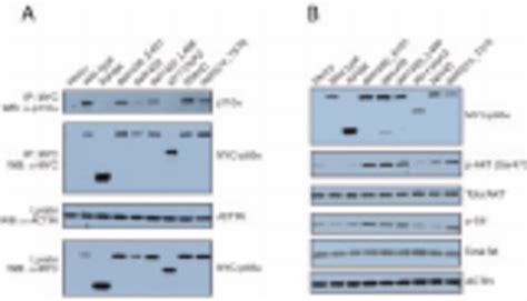 Increased Phosphorylation On Akt Ser473 Following Exogenous Expression