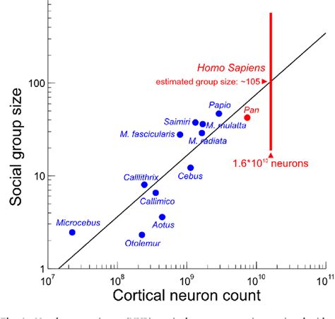 Figure 1 From Comparative Connectomics Of The Primate Social Brain Semantic Scholar
