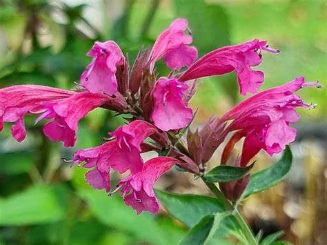 Insektensaatgut De Mexikanische Duftnessel Agastache Mexicana Sangria