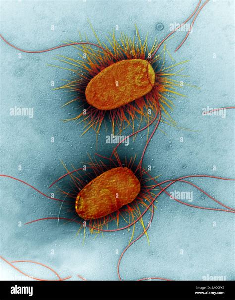 E Coli Coloured Transmission Electron Micrograph Tem Of Two