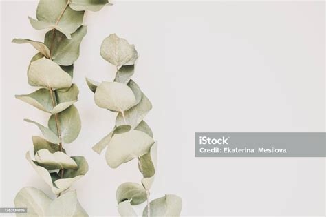 녹색은 흰색 배경에 고립 된 유칼립투스를 떠난다 맨 위 보기입니다 공간을 복사합니다 잎에 대한 스톡 사진 및 기타 이미지 잎 0명 개념 Istock