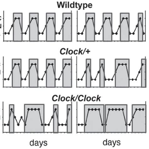 The Rodent Estrous Cycle In The Mouse Ovulation Occurs Every
