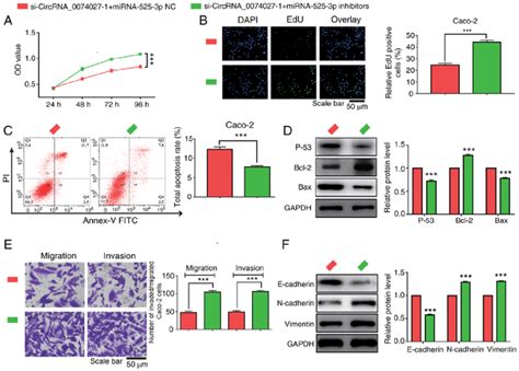 Downregulation Of Mir 525 3p Rescues Anti Tumor Effects Induced By