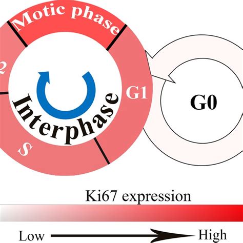 Ki67 Expression In Different Cell Cycle Phases Cells Express Ki67