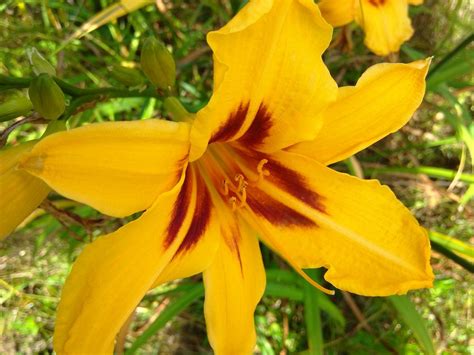 Лилейник гибридный (Hemerocallis hybrid Bonanza)