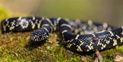 Download Closeup of a Majestic King Snake | Wallpapers.com
