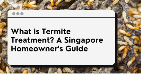 What Is Termite Treatment A Singapore Homeowners Guide The Singaporean