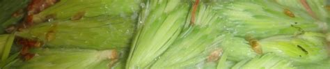 Spruce Tip Beer Its An Anywhere Road
