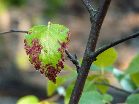 Plantas Folhas Queimadas Descubra As Causas E O Que Fazer