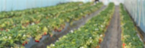 Taman Hiburan Terbengkalai Tanah Yongma Pemetikan Stroberi Klook Indonesia