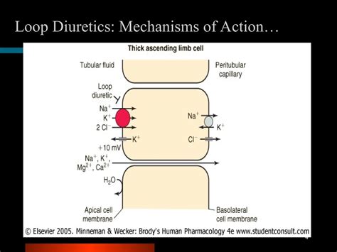 96 Pharmacology Of Loop Diuretics Dec2015ppt
