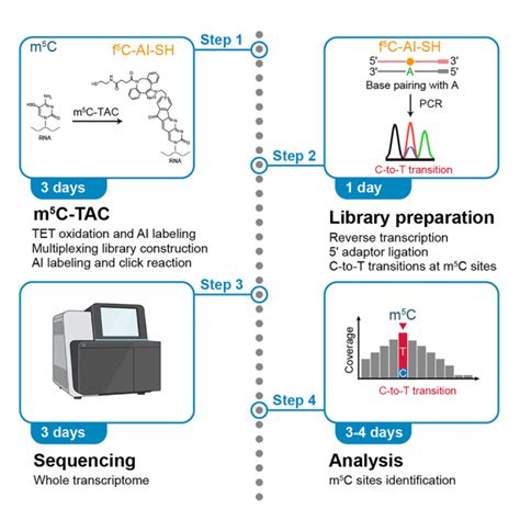 Protocol For Profiling Rna M5c Methylation At Base Resolution Using M5c Tac Seq Pmc