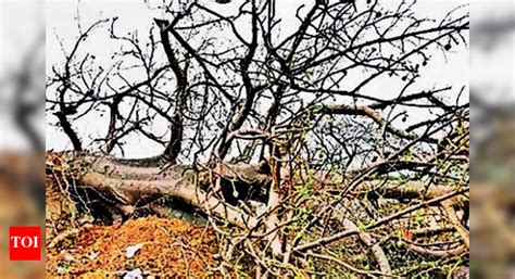 Ancient Khurasani Imli Tree Uprooted In Dhar Village Bhopal News Times Of India