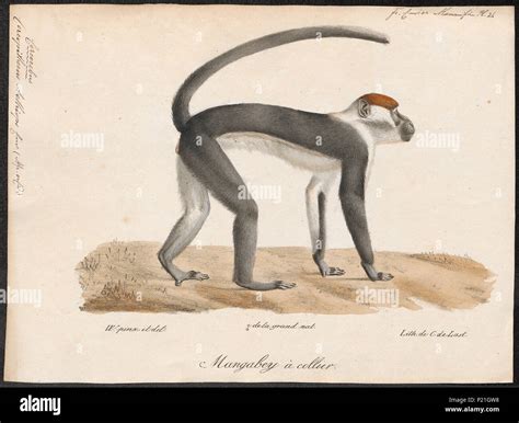 Cercopithecus Aethiops Between 1700 And 1880 56 Cercopithecus