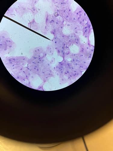 Anatomy Lab Practical 1 Flashcards Quizlet